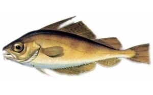 Faneca – Fañeca – La mar de pesca